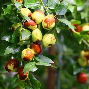 Frutas que empiezan con la letra A » Dolso